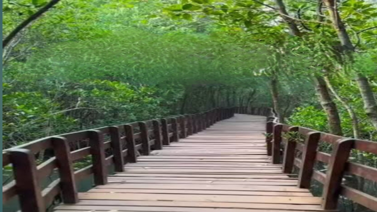Mumbai's Newest Attraction: Elevated Nature Trail Walkway ...
